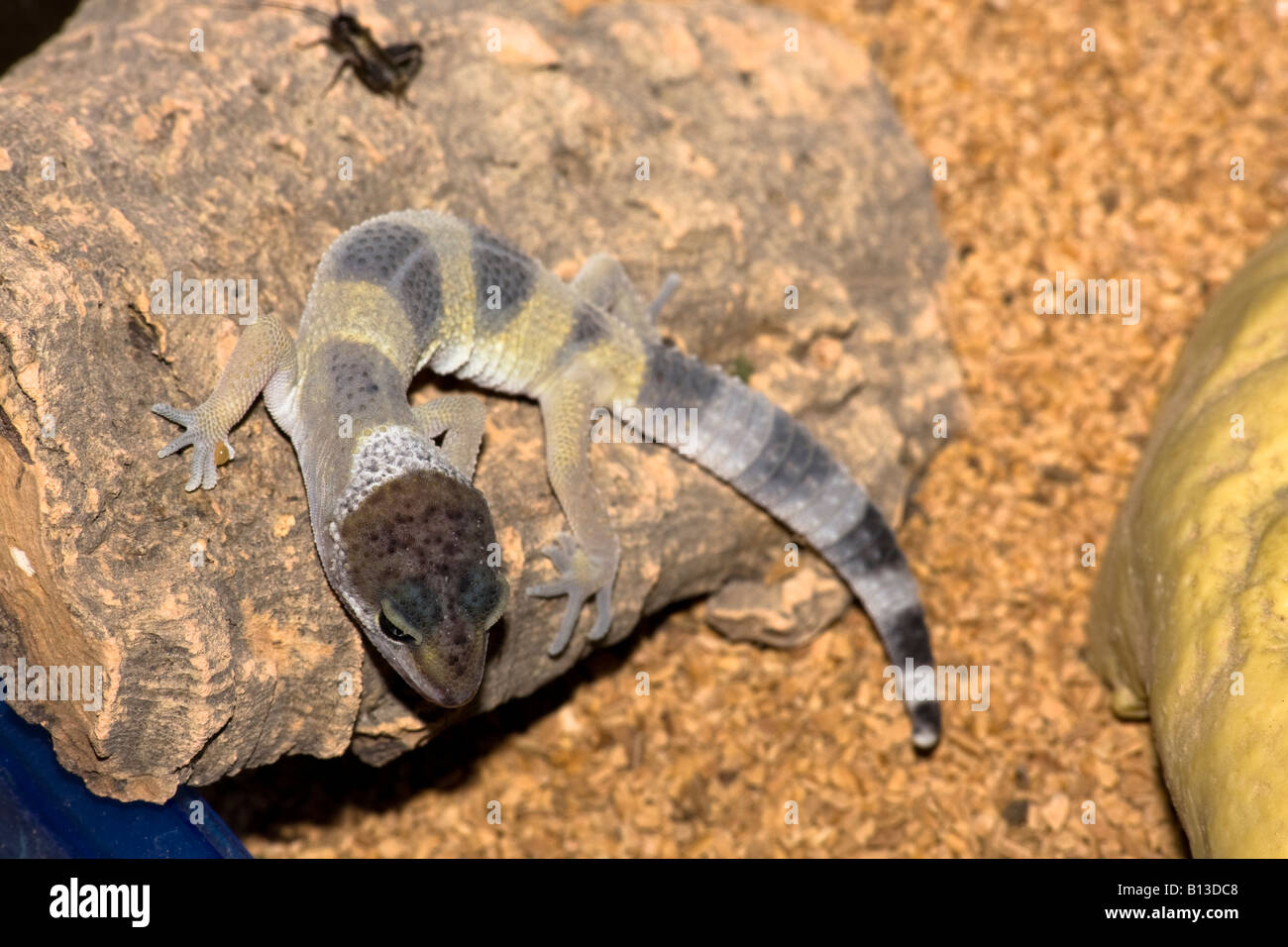 Leopard Gecko (Eublepharis macularius) - One of the few lizards that ...