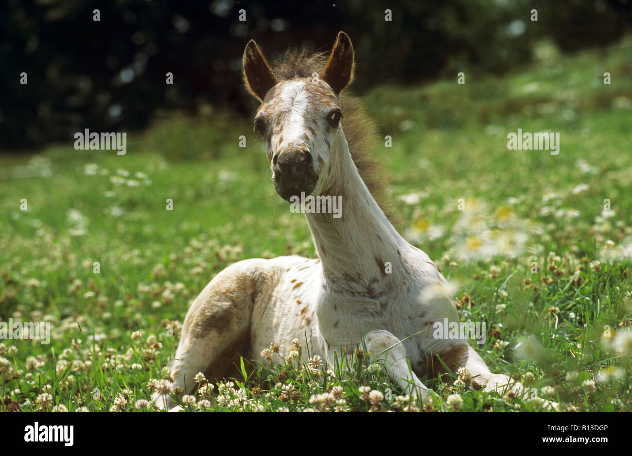 pony foal - lying on meadow Stock Photo - Alamy