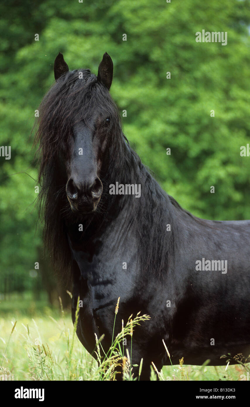friesian horse - portrait Stock Photo - Alamy