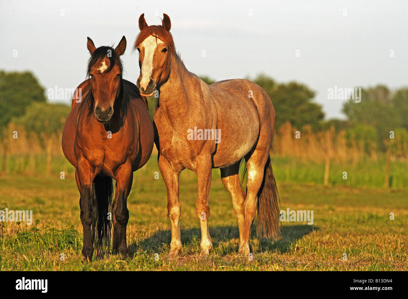 Criollo horses hi-res stock photography and images - Alamy