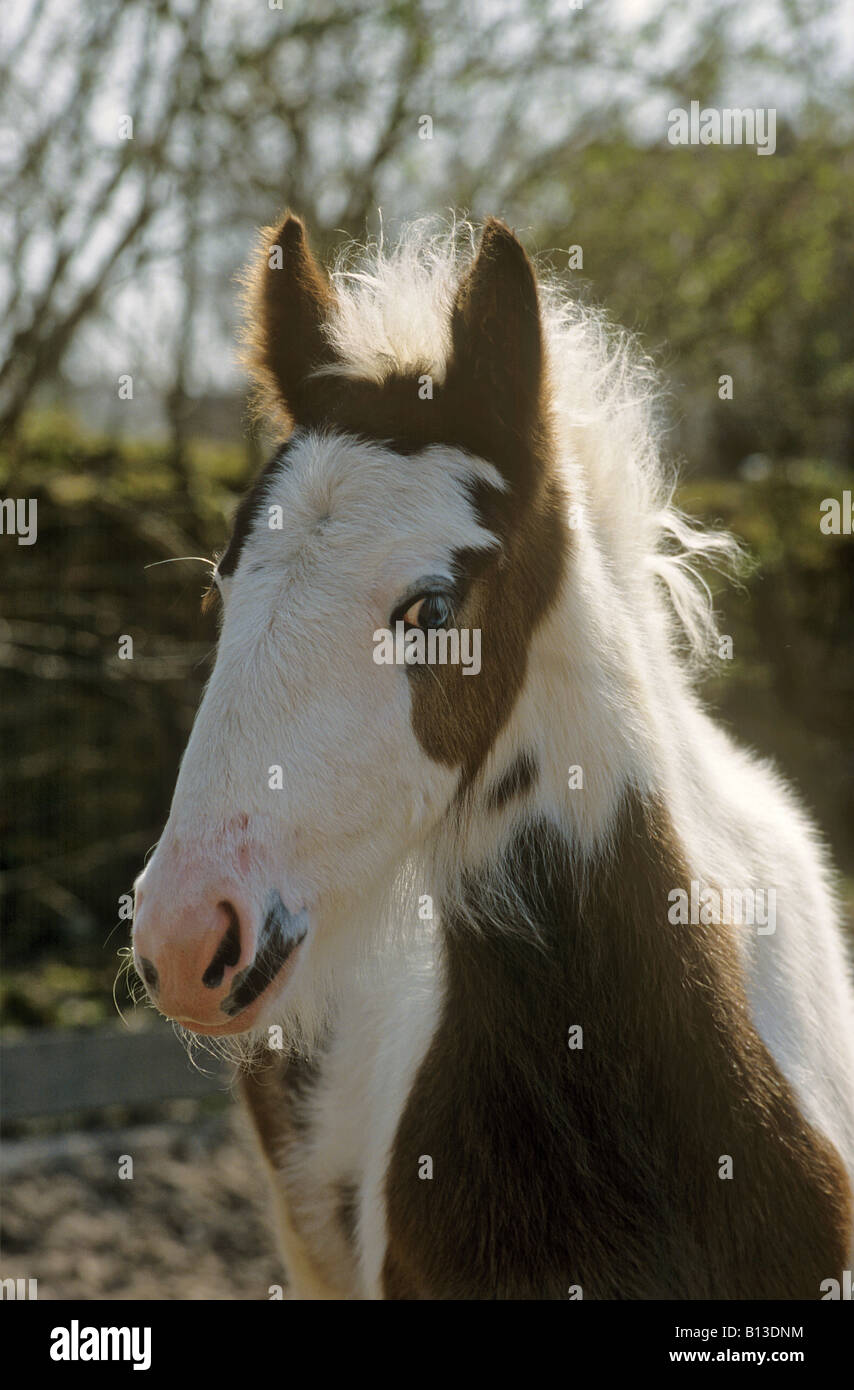 tinker pony foal - portrait Stock Photo - Alamy