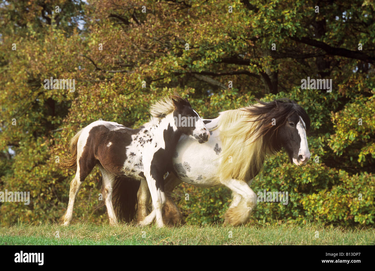 tinker pony mare with foal - standing on meadow Stock Photo - Alamy