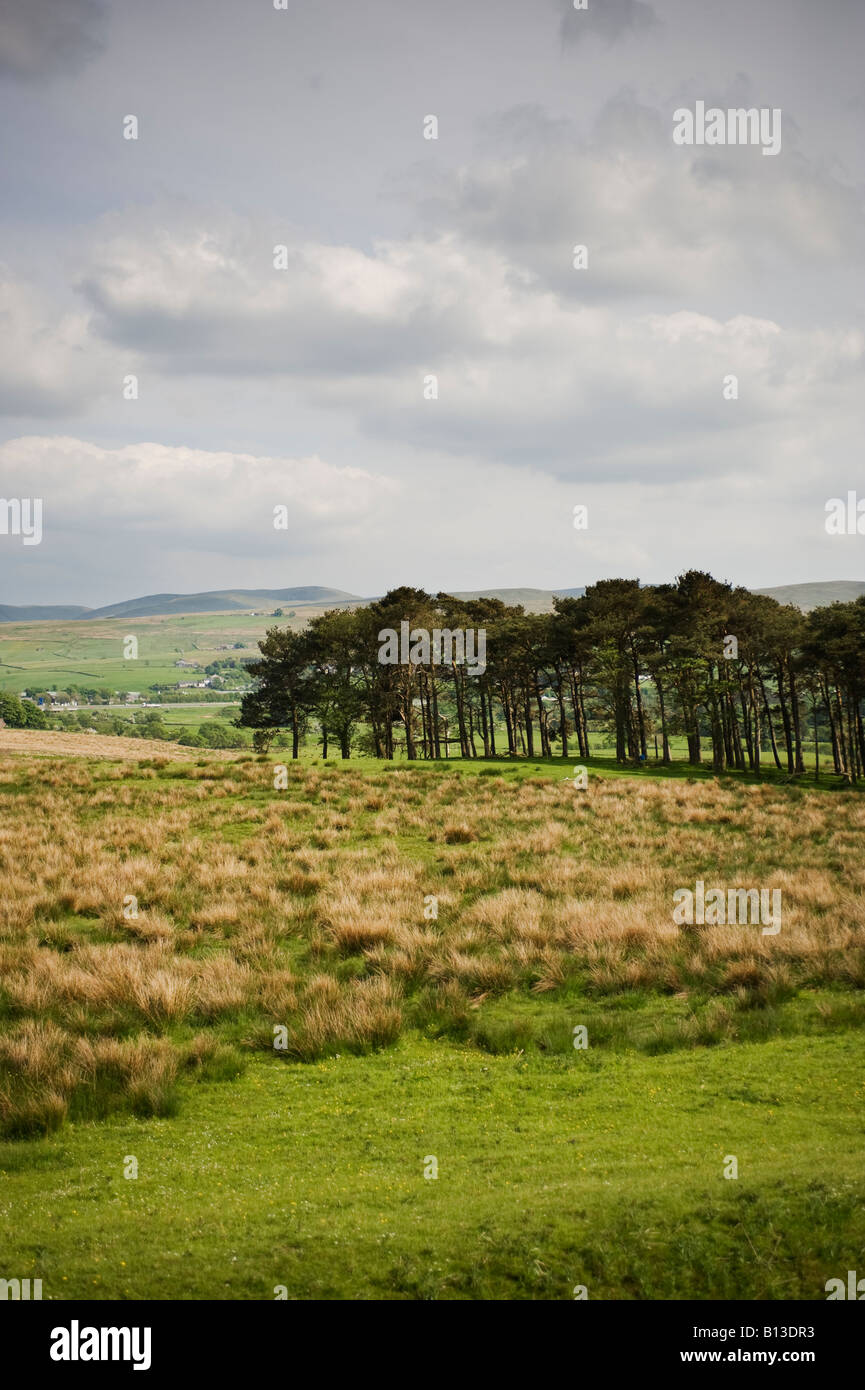 woodland and moorland, tebay, lake district Stock Photo - Alamy