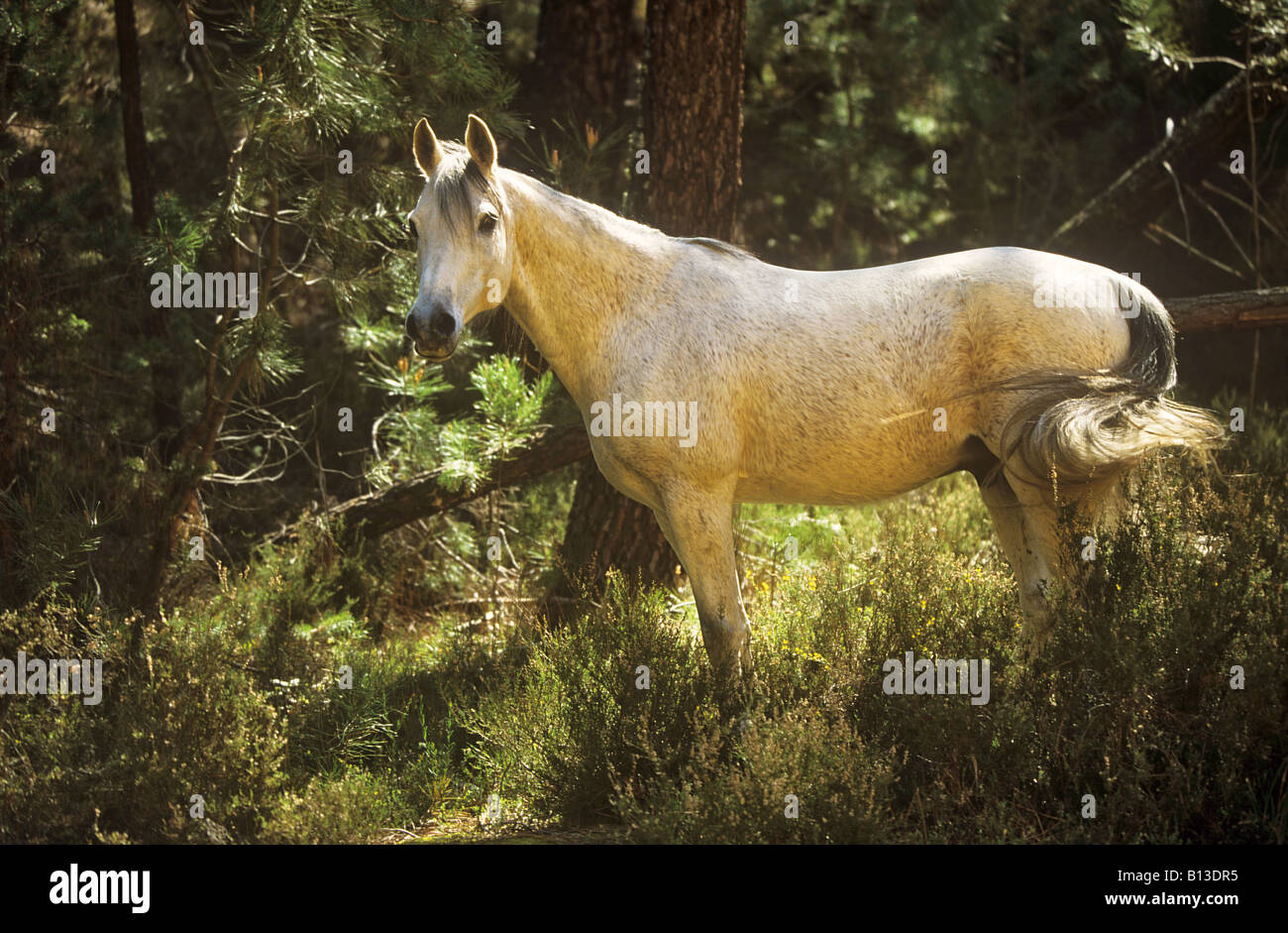 arabian horse - standing in forest Stock Photo - Alamy