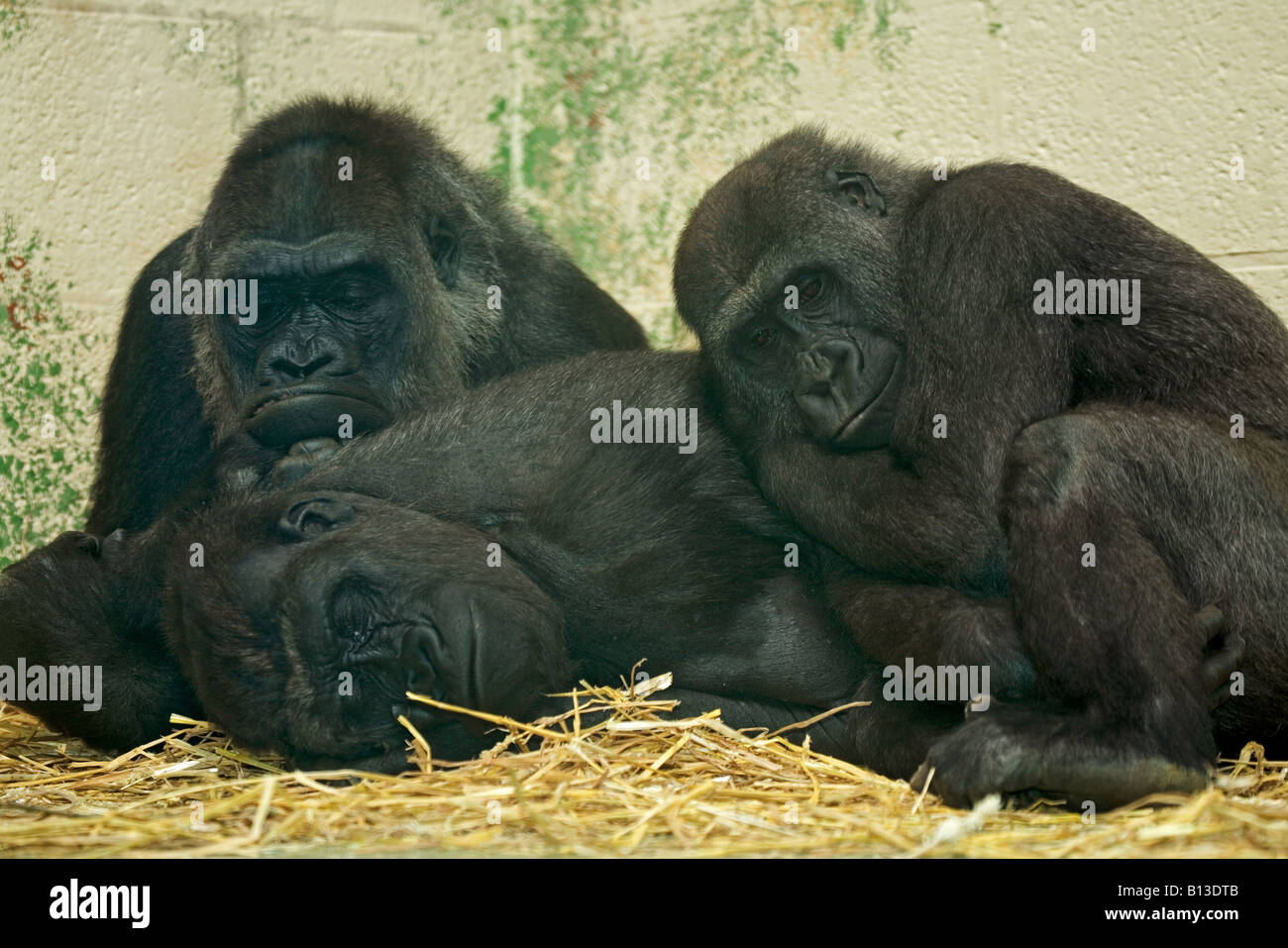 three Western lowland gorillas - lying / Gorilla gorilla gorilla Stock ...