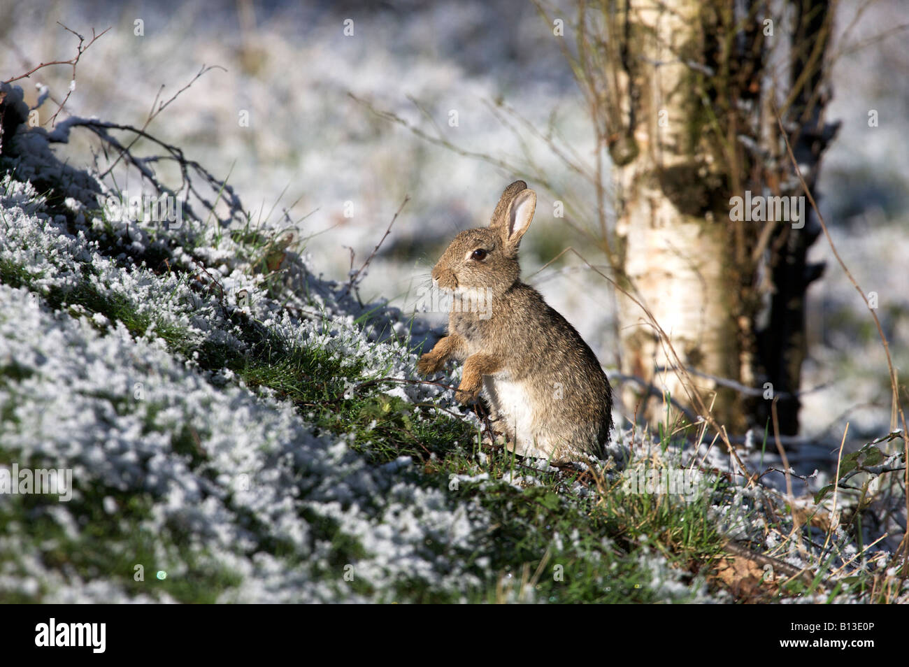 Rabbit Jump High Resolution Stock Photography and Images - Alamy