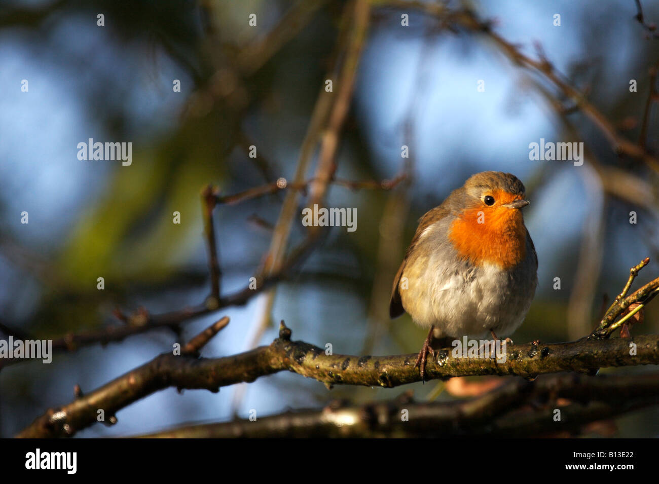Robin on holly hi-res stock photography and images - Alamy