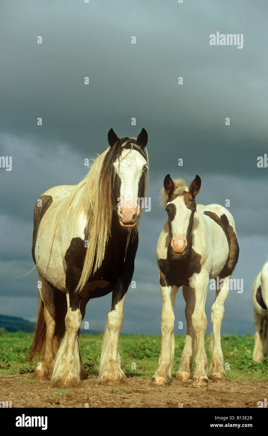 tinker pony mare with foal - standing on meadow Stock Photo - Alamy