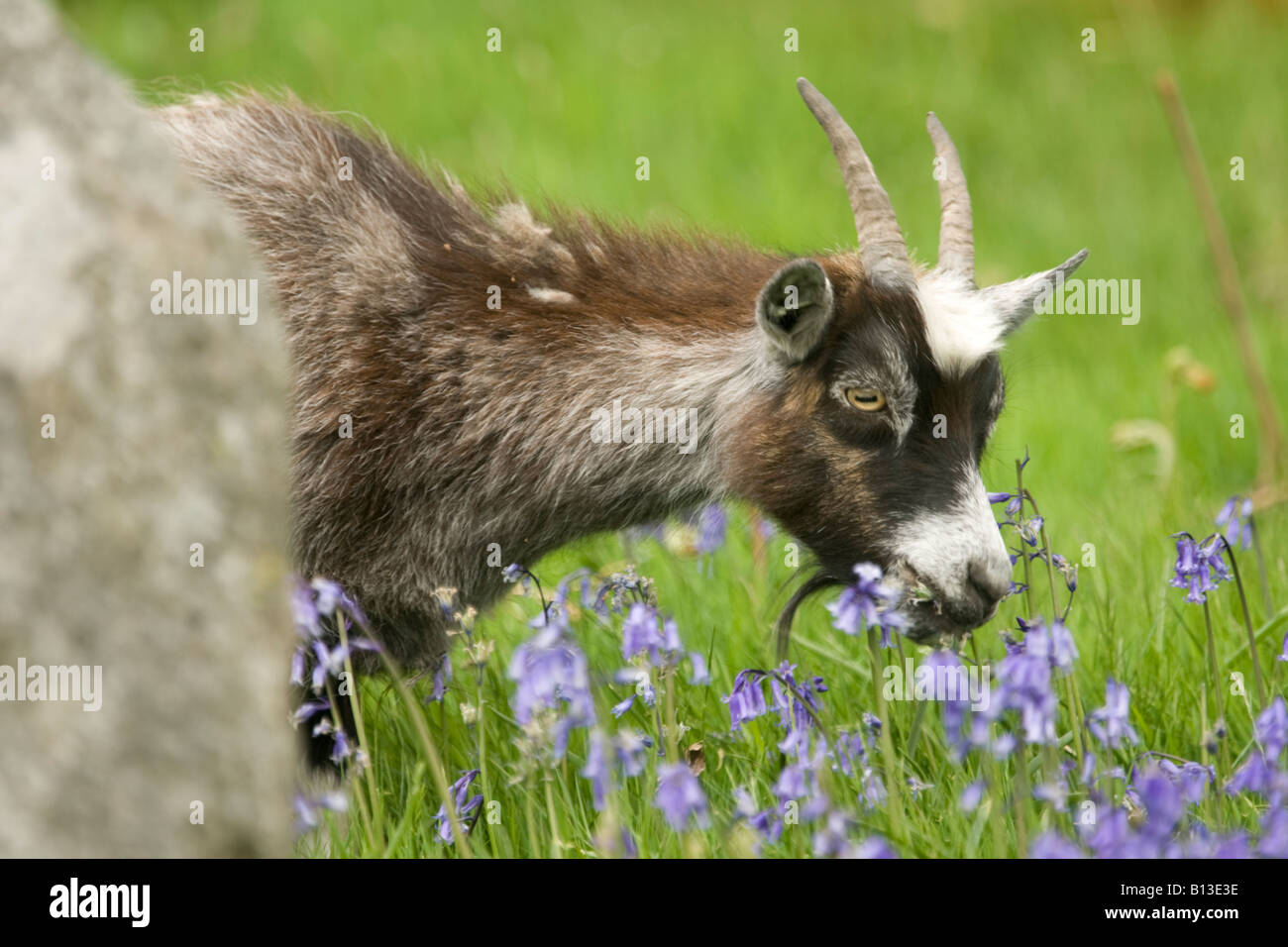 Wild feral goats kid eating spring bluebells in the Wild Goat Park ...