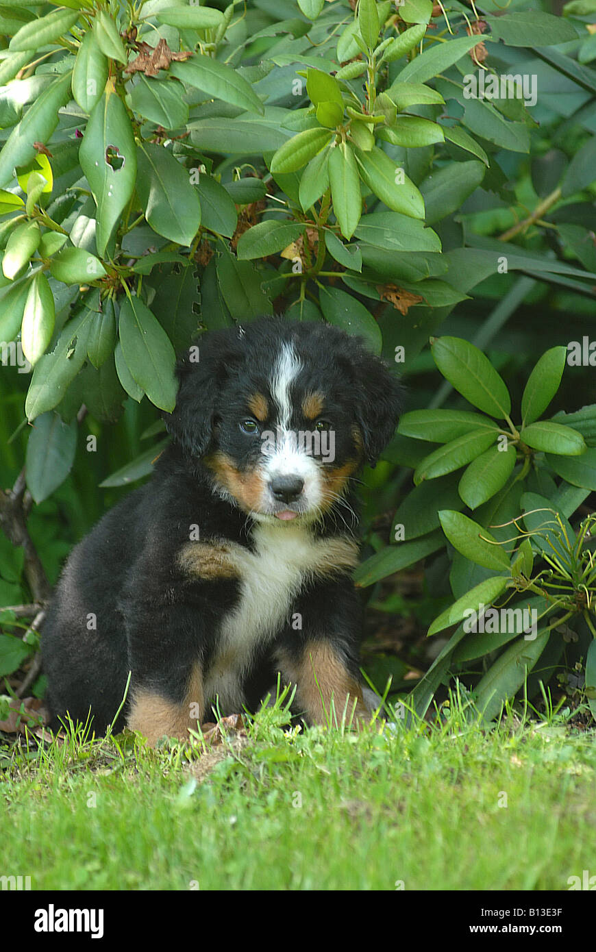 Bernese mountain dog - puppy sitting under bush Stock Photo - Alamy