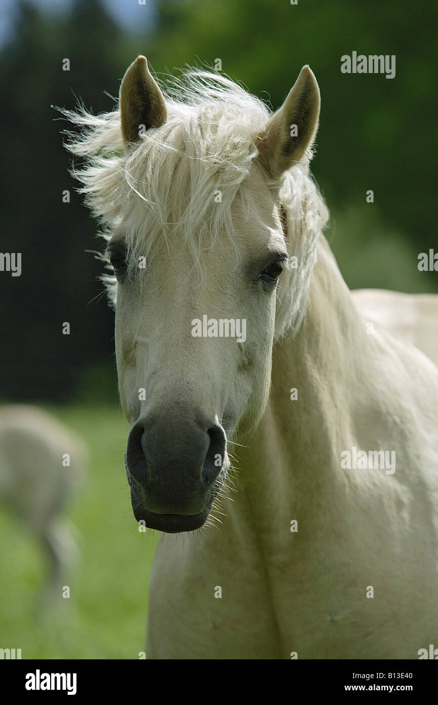 German Riding Pony - portrait Stock Photo - Alamy