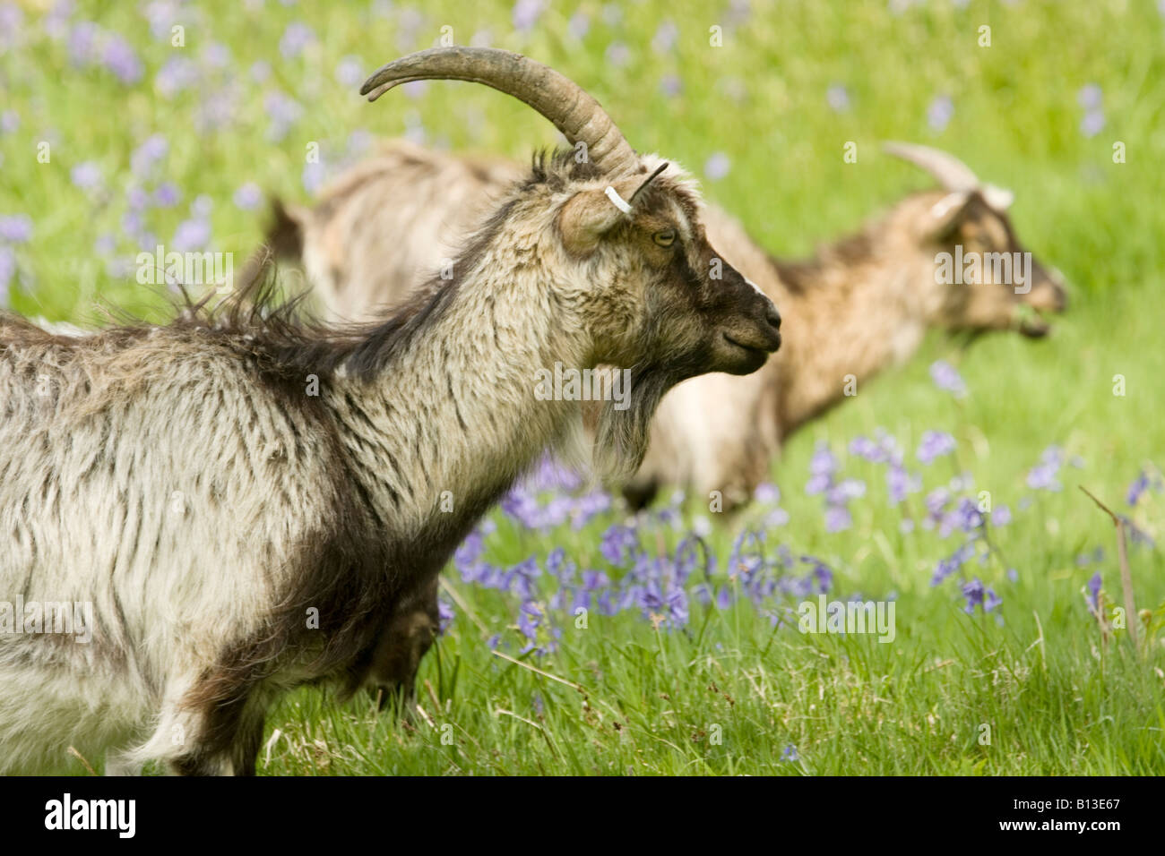 Wild feral goat male ram in the Wild Goat Park Galloway Forest Park ...