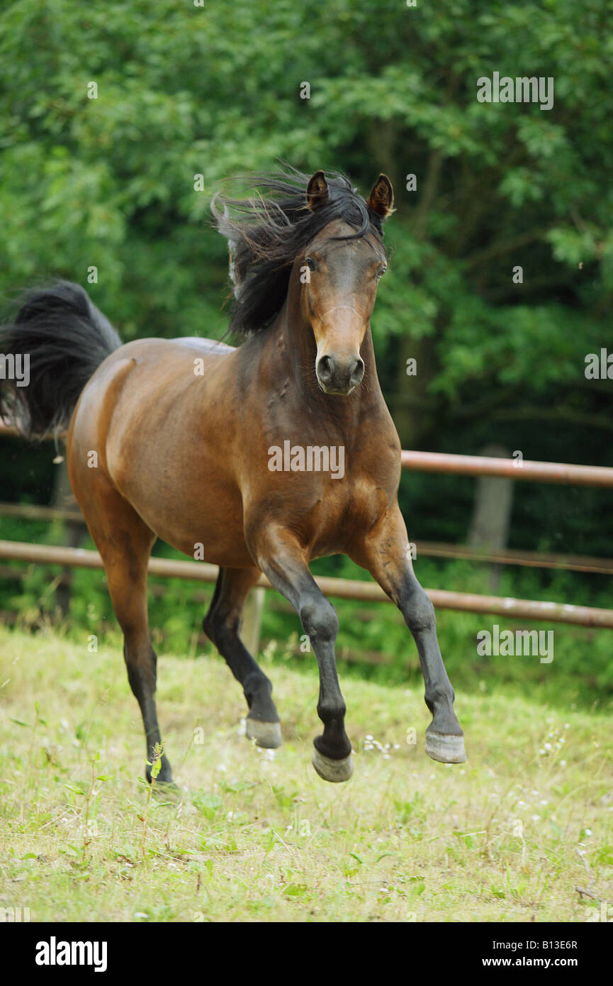 German Riding Pony - galloping Stock Photo - Alamy