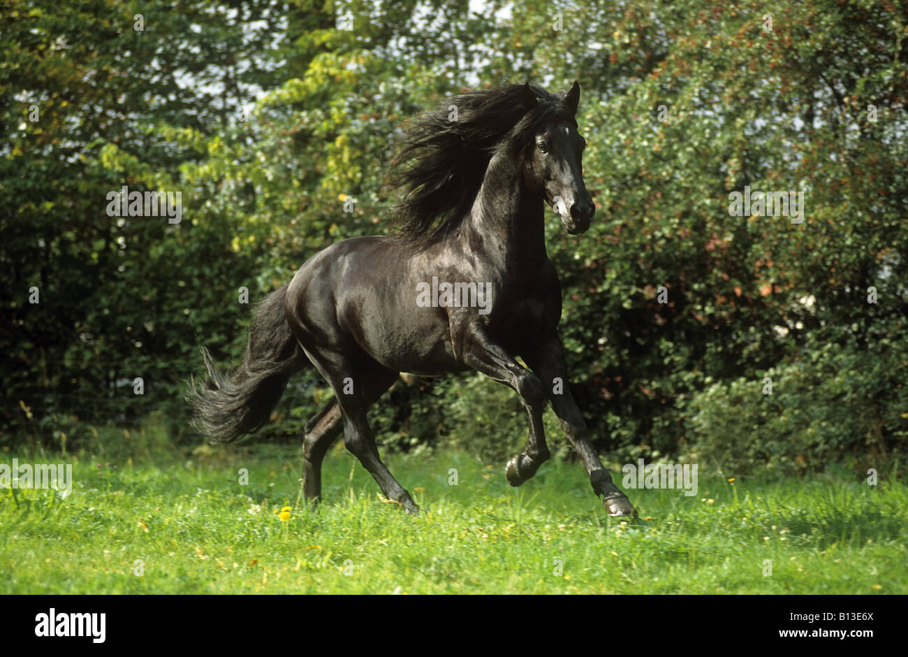 barb horse - running on meadow Stock Photo - Alamy