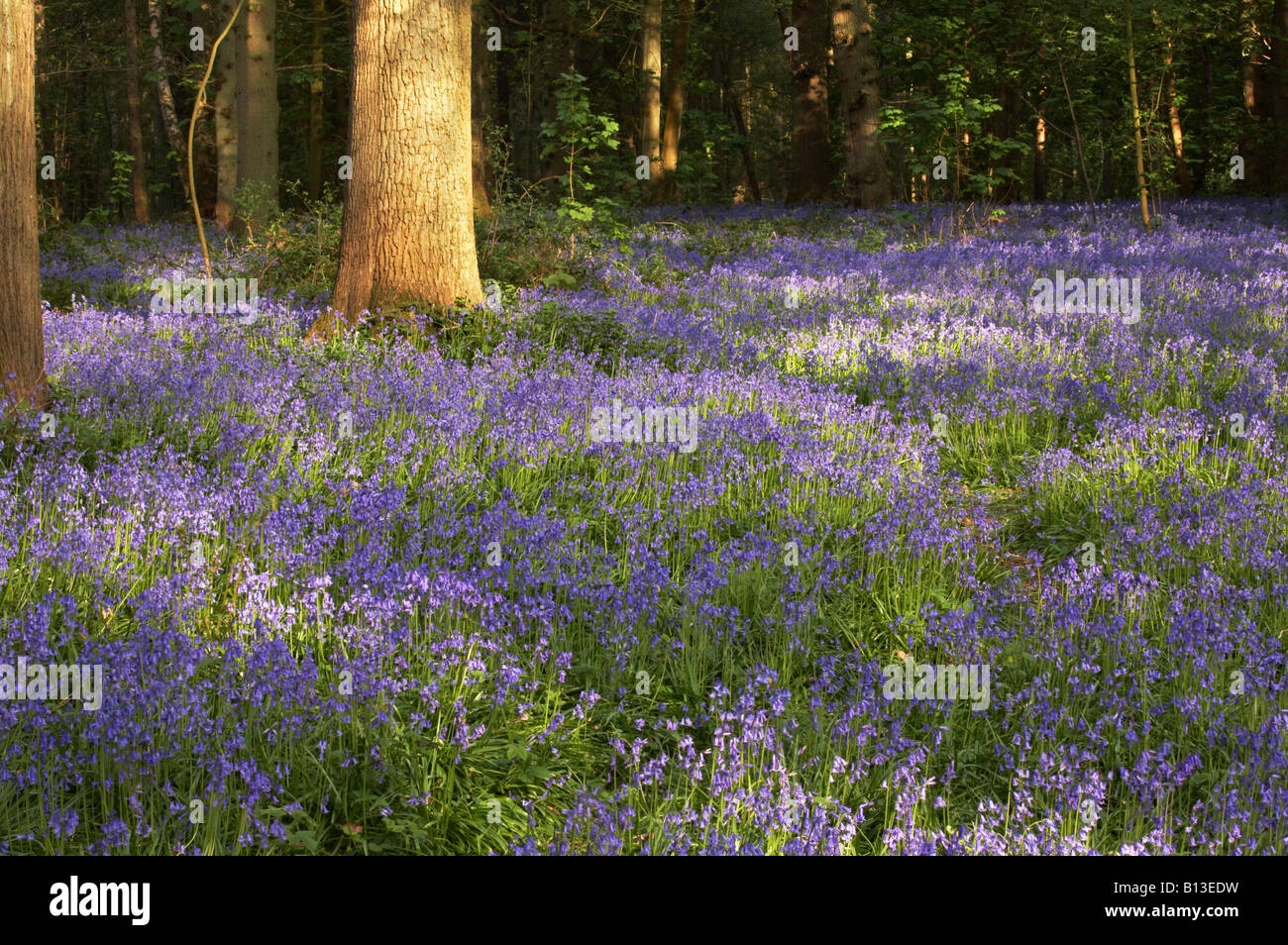 Carpet of wild Bluebells in the Norfolk countryside Stock Photo - Alamy