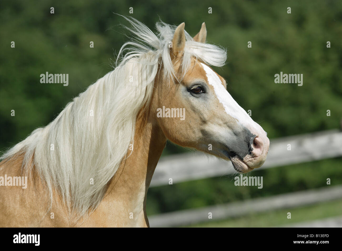 haflinger - portrait Stock Photo - Alamy