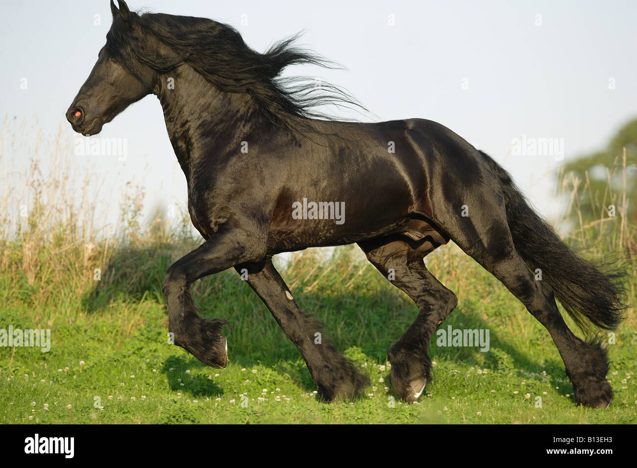 Friesian horse - running on meadow Stock Photo - Alamy