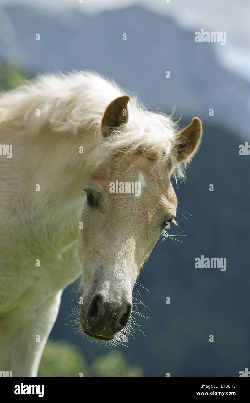 haflinger foal - portrait Stock Photo - Alamy