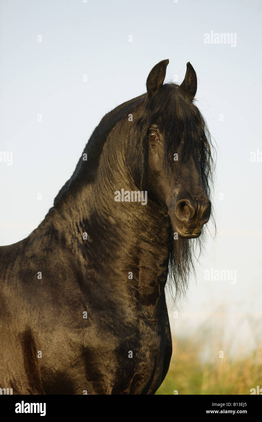 Friesian horse - portrait Stock Photo - Alamy