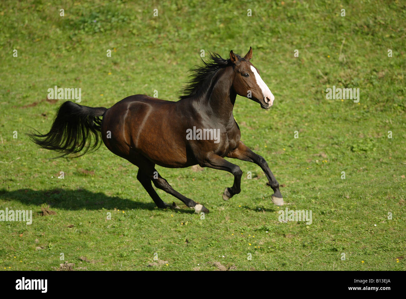 thoroughbred horse - running on meadow Stock Photo - Alamy