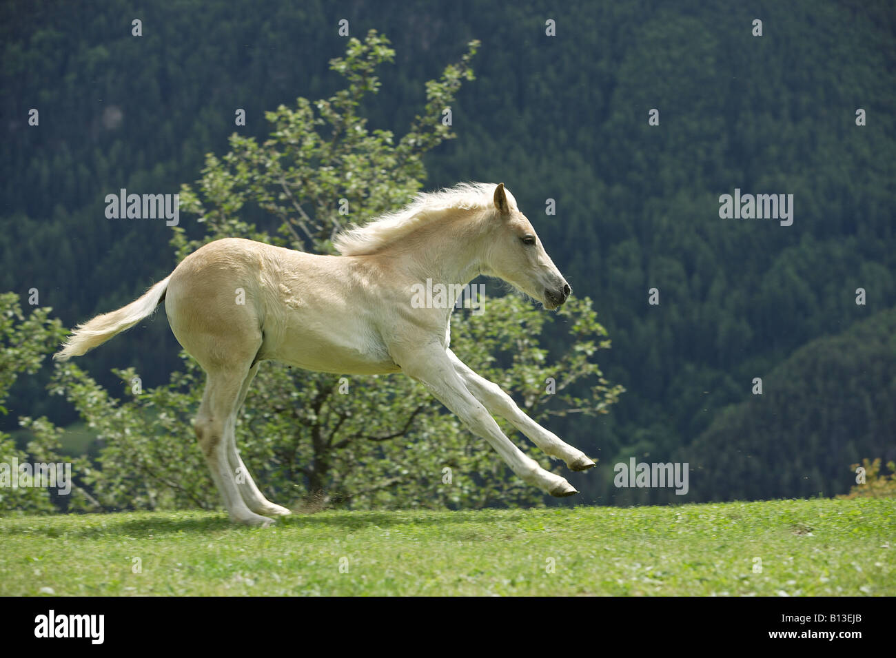 haflinger foal - galloping on meadow Stock Photo - Alamy
