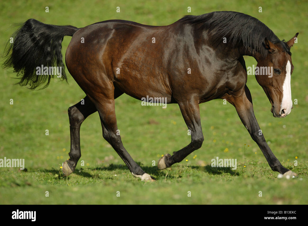 thoroughbred horse - walking on meadow Stock Photo - Alamy