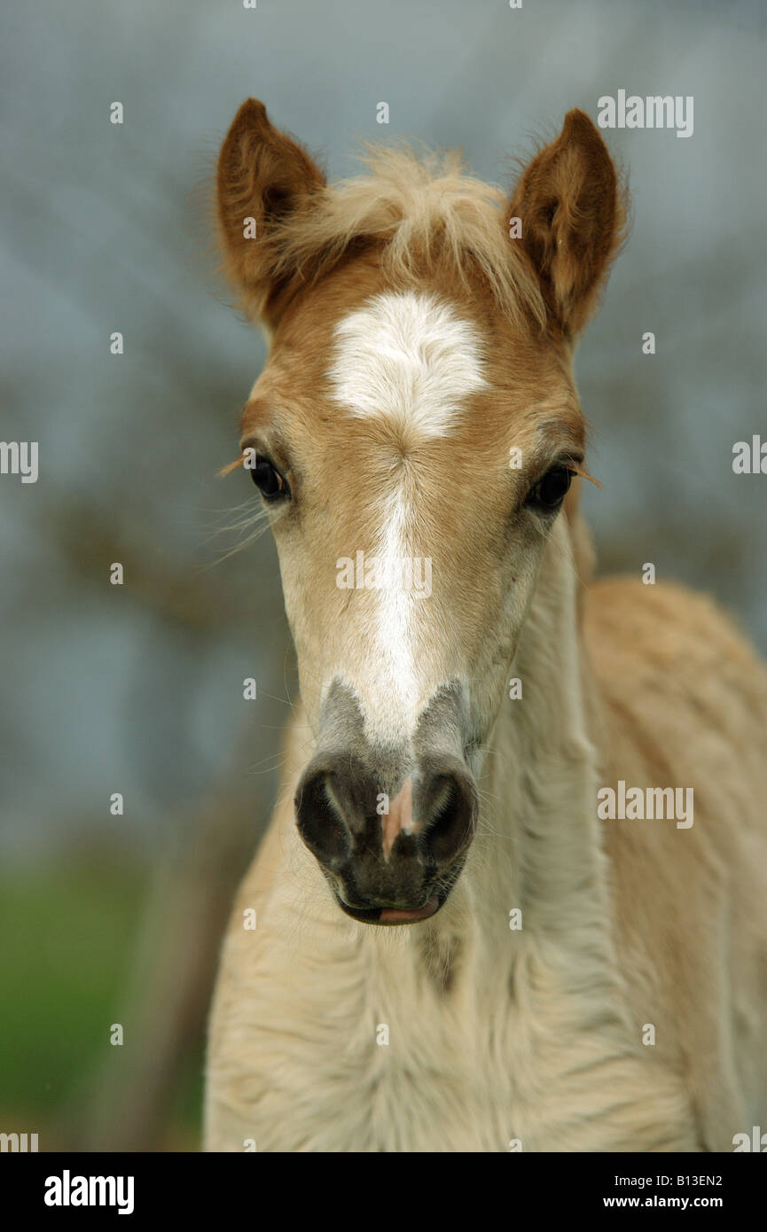 haflinger foal - portrait Stock Photo - Alamy