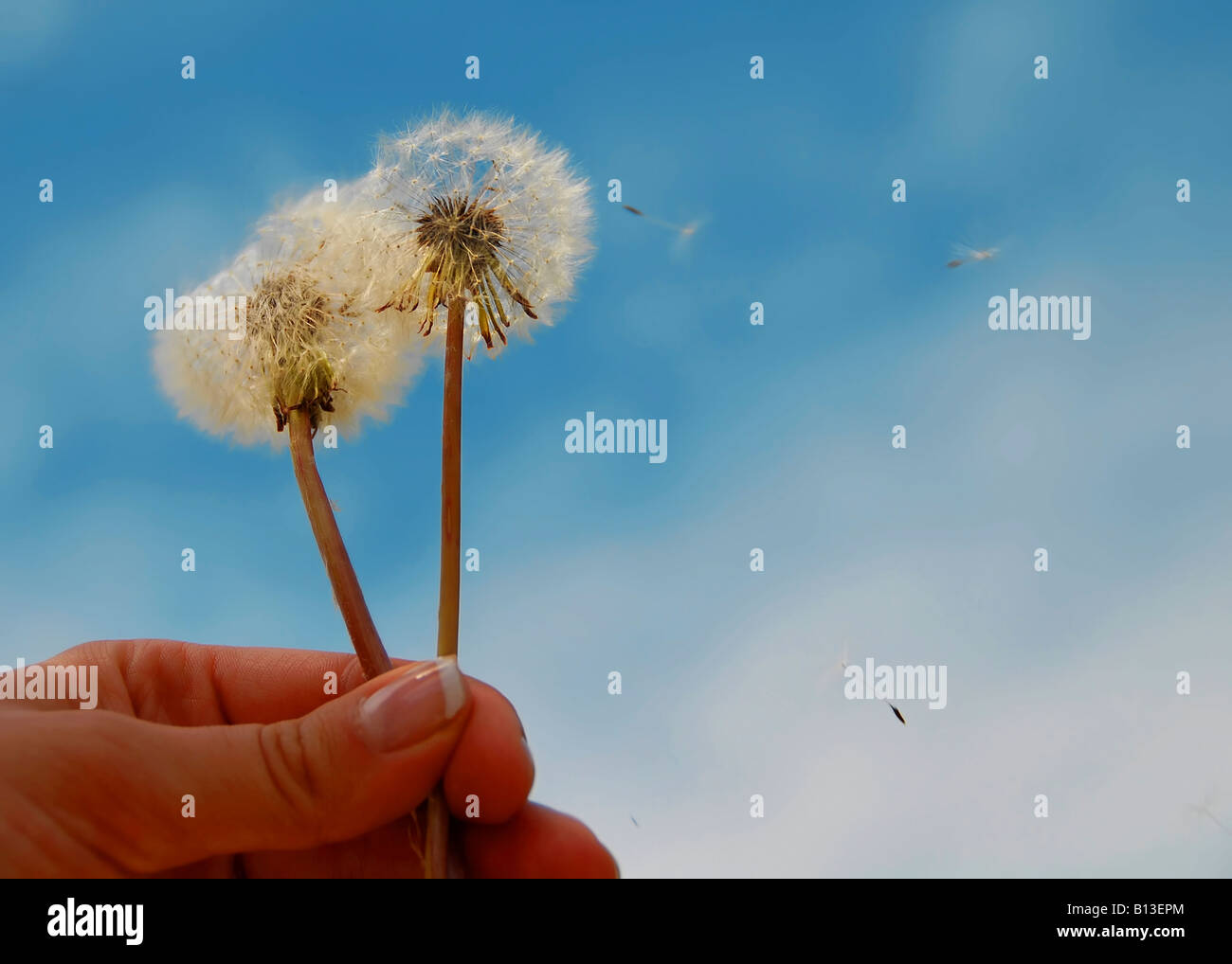 Dandelions life cycle hi-res stock photography and images - Alamy