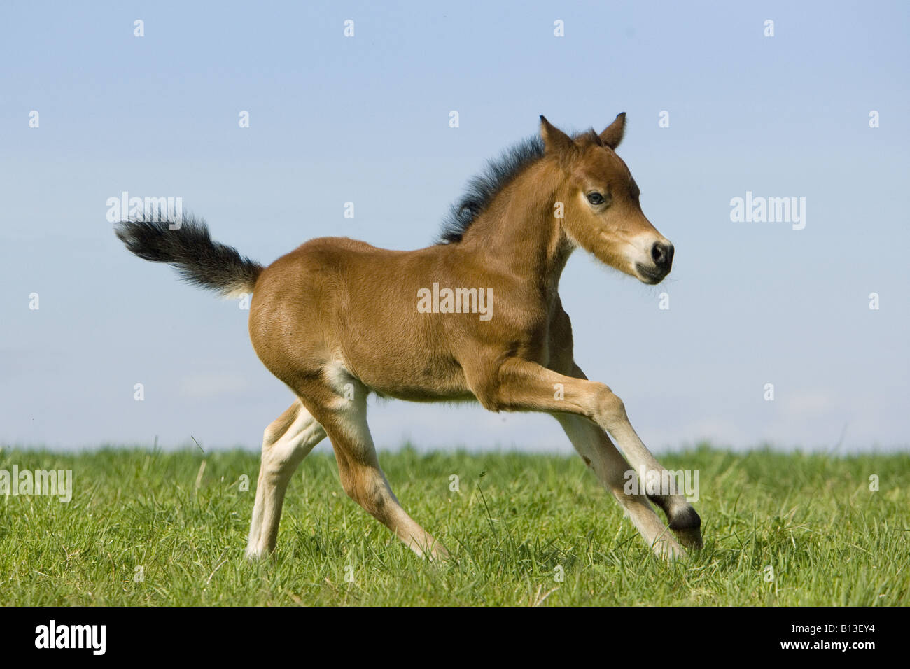 welsh pony foal - running on meadow Stock Photo - Alamy