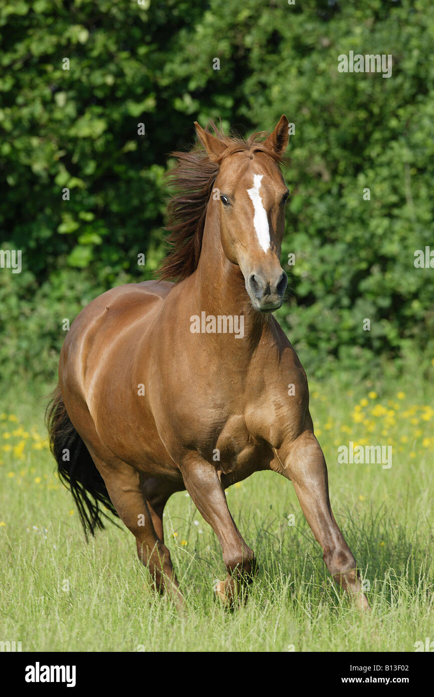 Trotter horse - running on meadow Stock Photo - Alamy