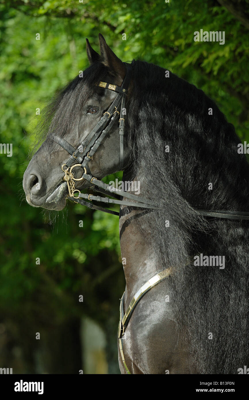 Friesian horse - portrait Stock Photo - Alamy