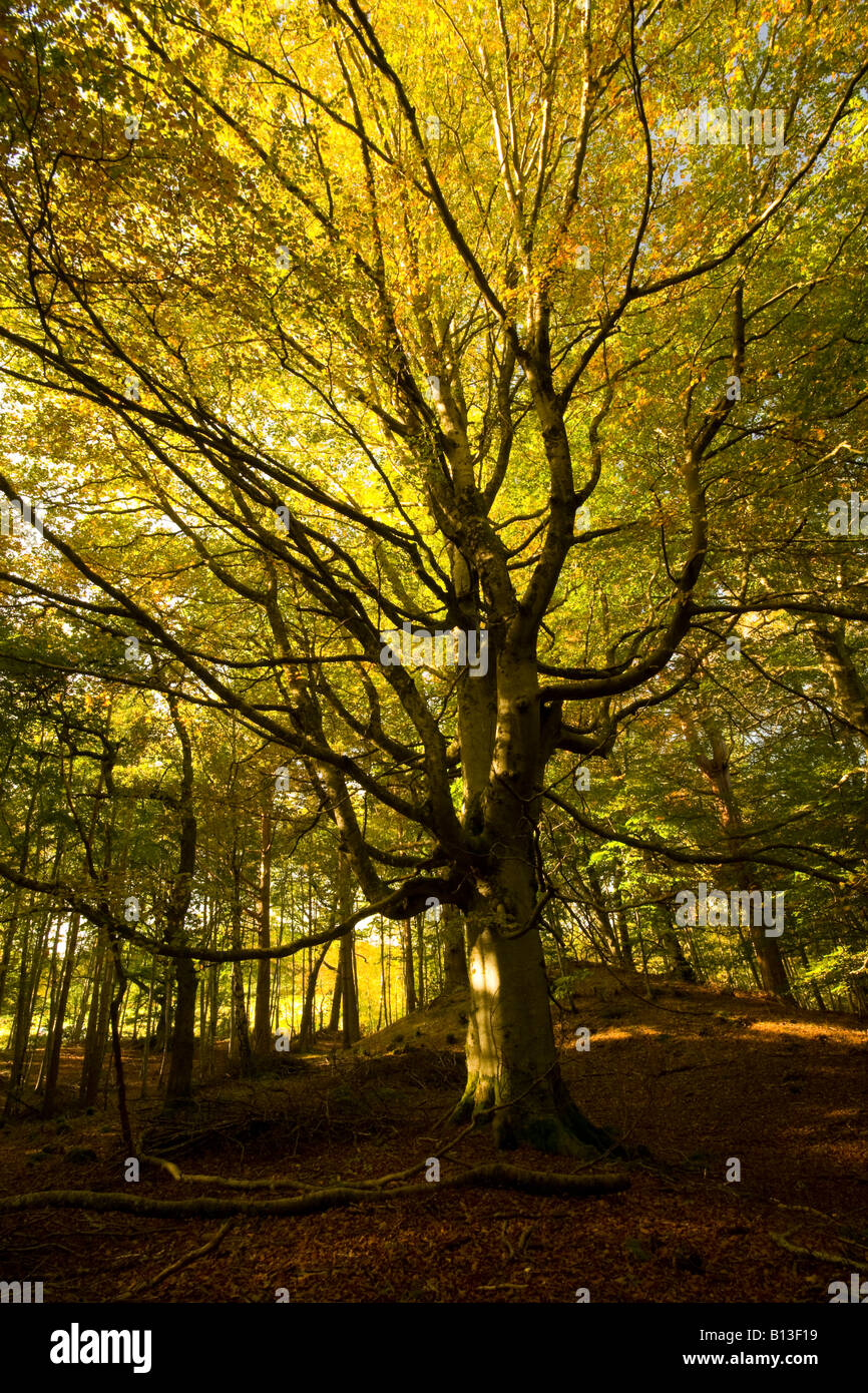 Autumn Beech trees Stock Photo - Alamy