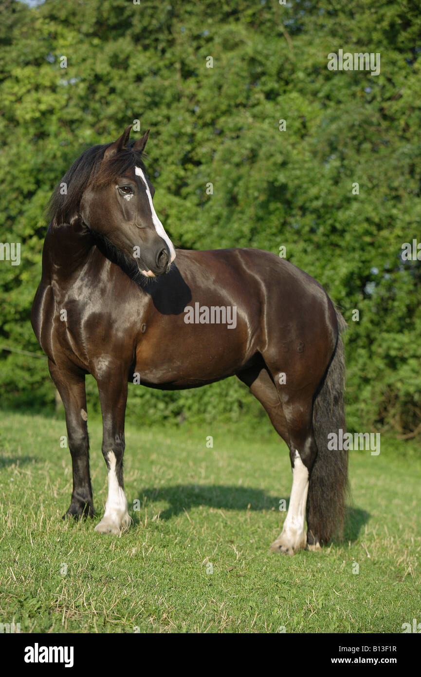welsh cob - standing on meadow Stock Photo - Alamy