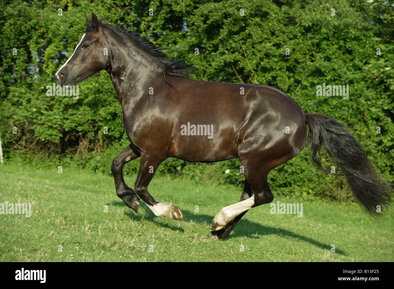 welsh cob - galloping on meadow Stock Photo - Alamy