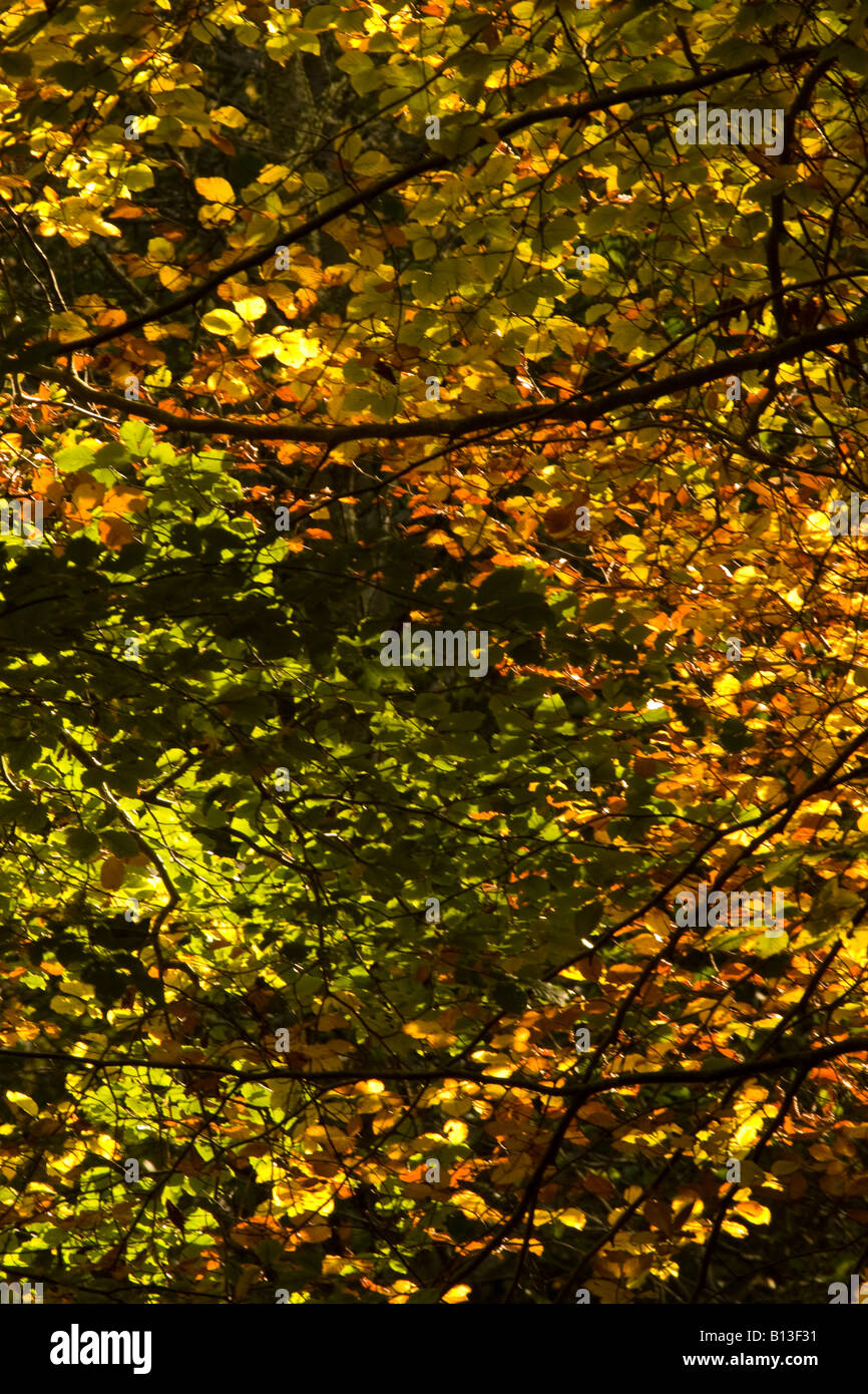 Autumn Beech trees Stock Photo - Alamy