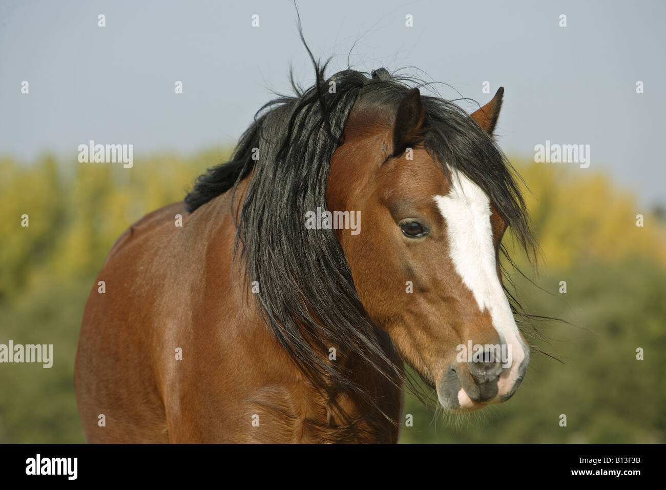 welsh pony - portrait Stock Photo - Alamy