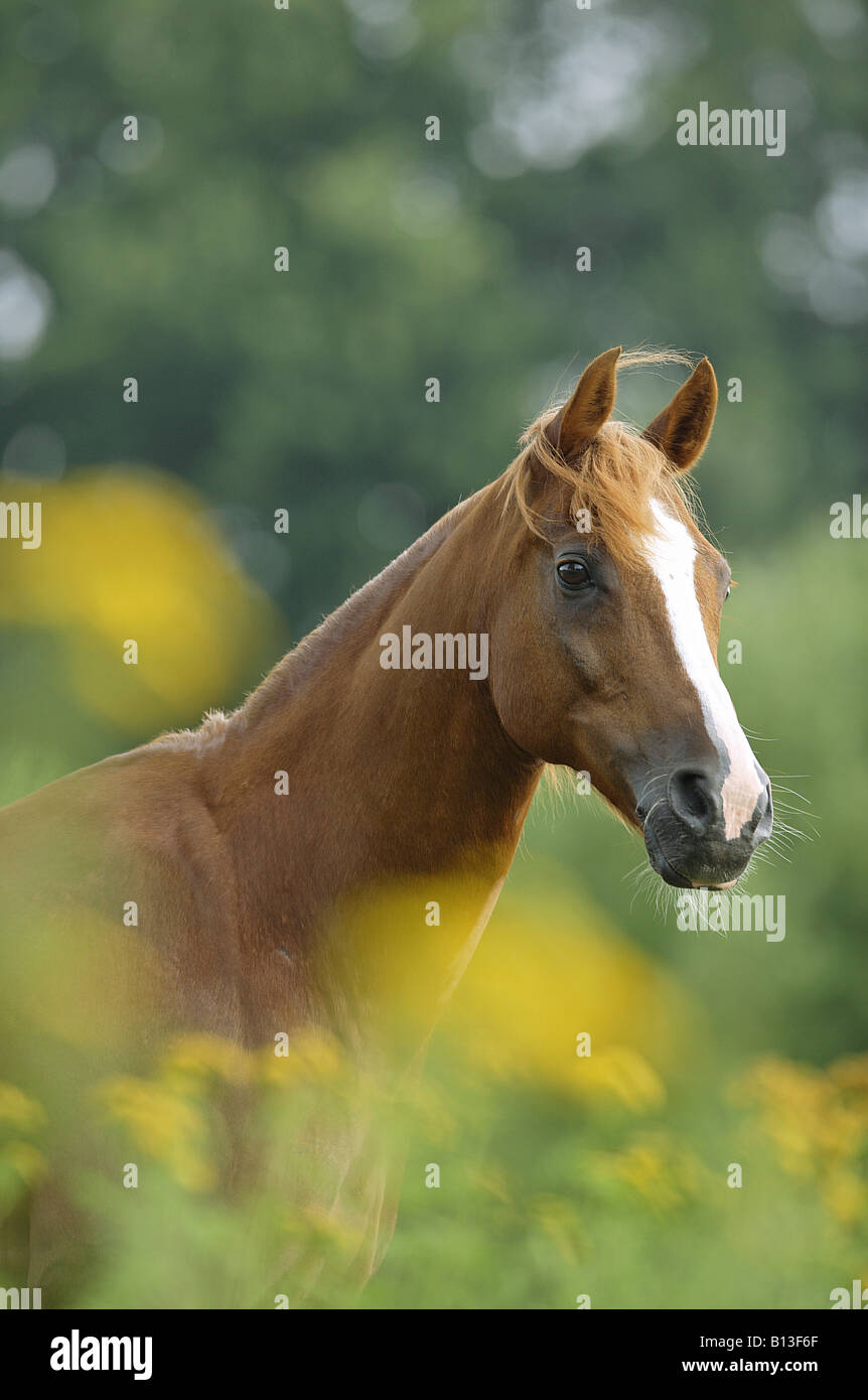 german riding pony - standing in meadow Stock Photo - Alamy