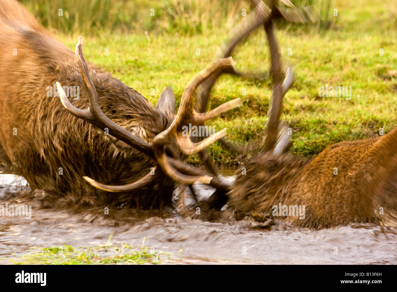 Red deer fighting hi-res stock photography and images - Alamy