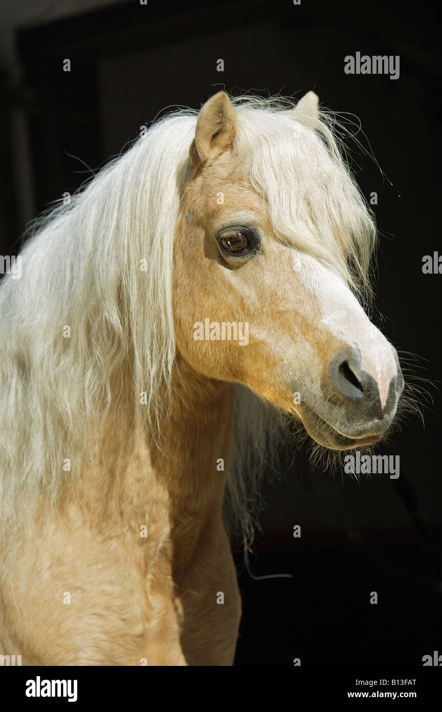 Welsh Pony Section A. Portrait of a palomino stallion Stock Photo - Alamy