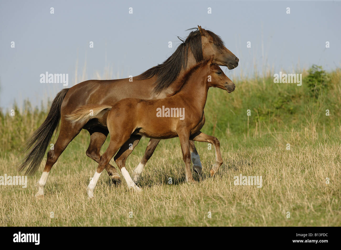 welsh pony mare with foal - trotting on meadow Stock Photo - Alamy