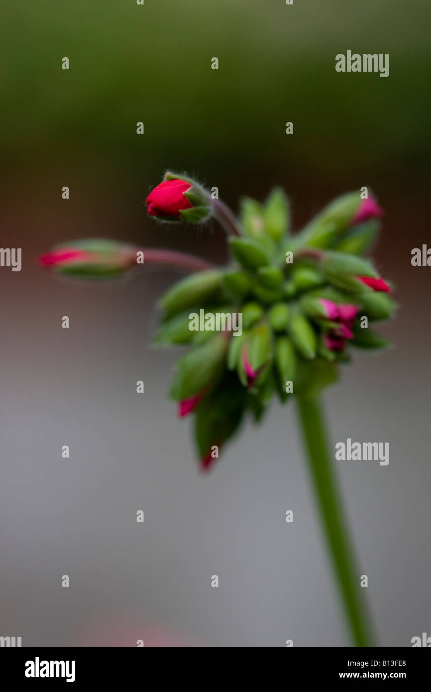 PLANT WITH EXPLOSION OF CLUSTER RED FLOWER Stock Photo - Alamy