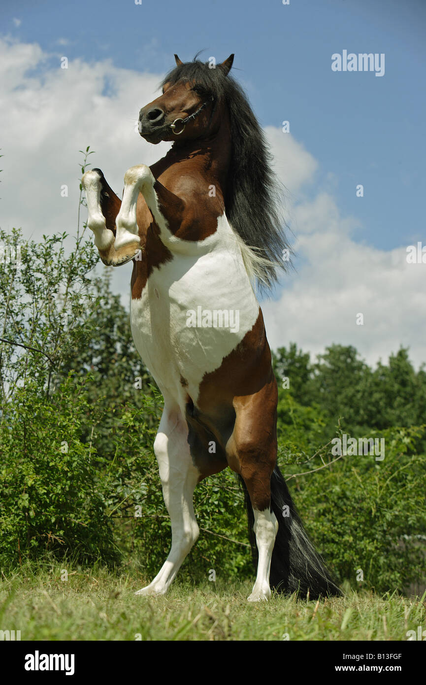 Shetland Pony Horse Rearing High Resolution Stock Photography and ...