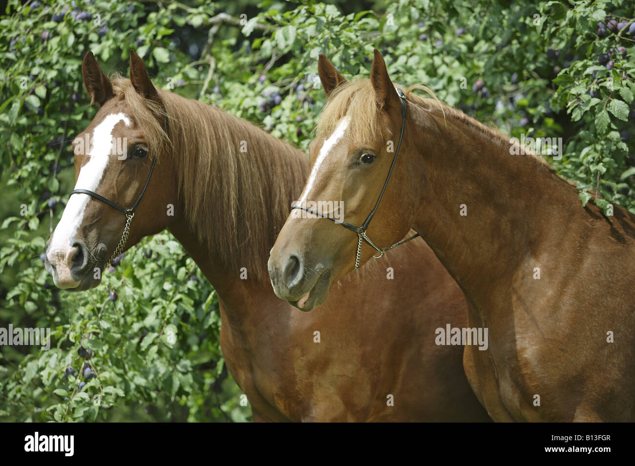 two Freiberger - standing Stock Photo - Alamy