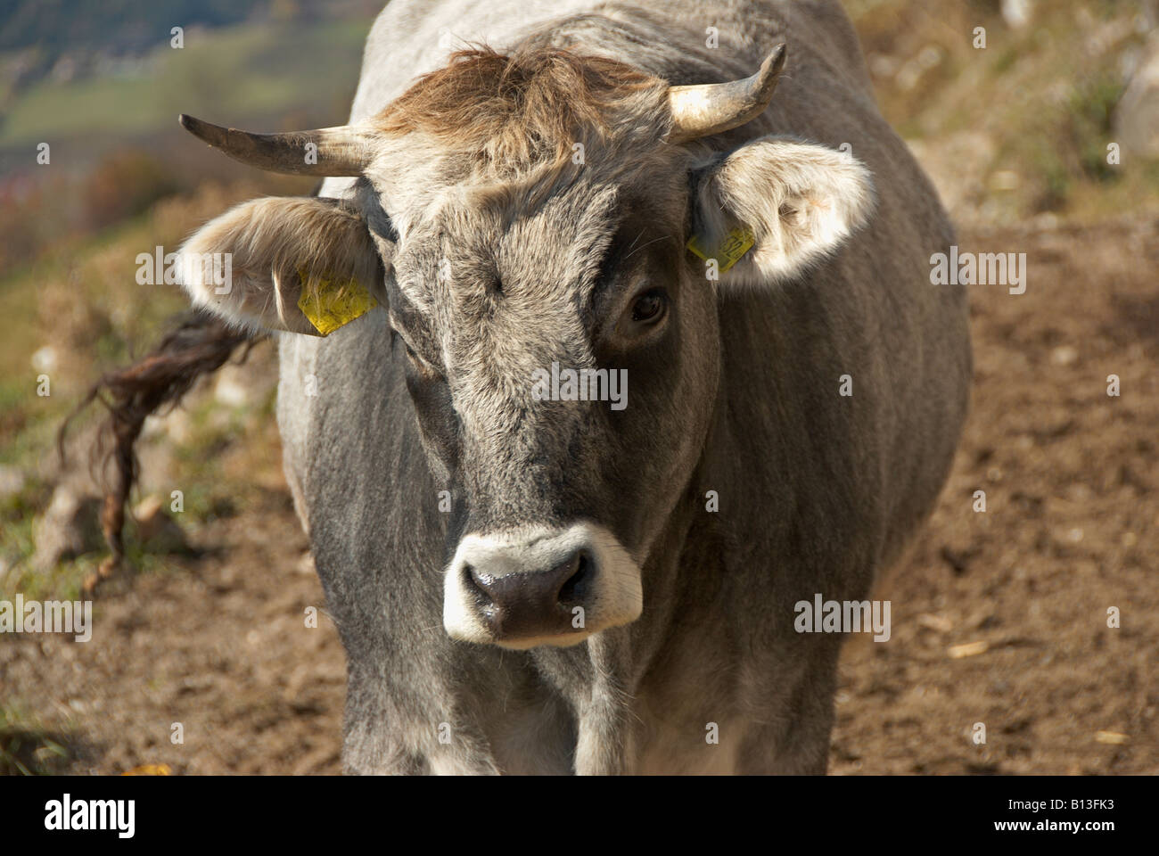 Male rind, Portrait Stock Photo - Alamy