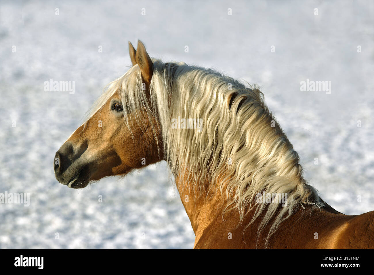 haflinger - portrait Stock Photo - Alamy