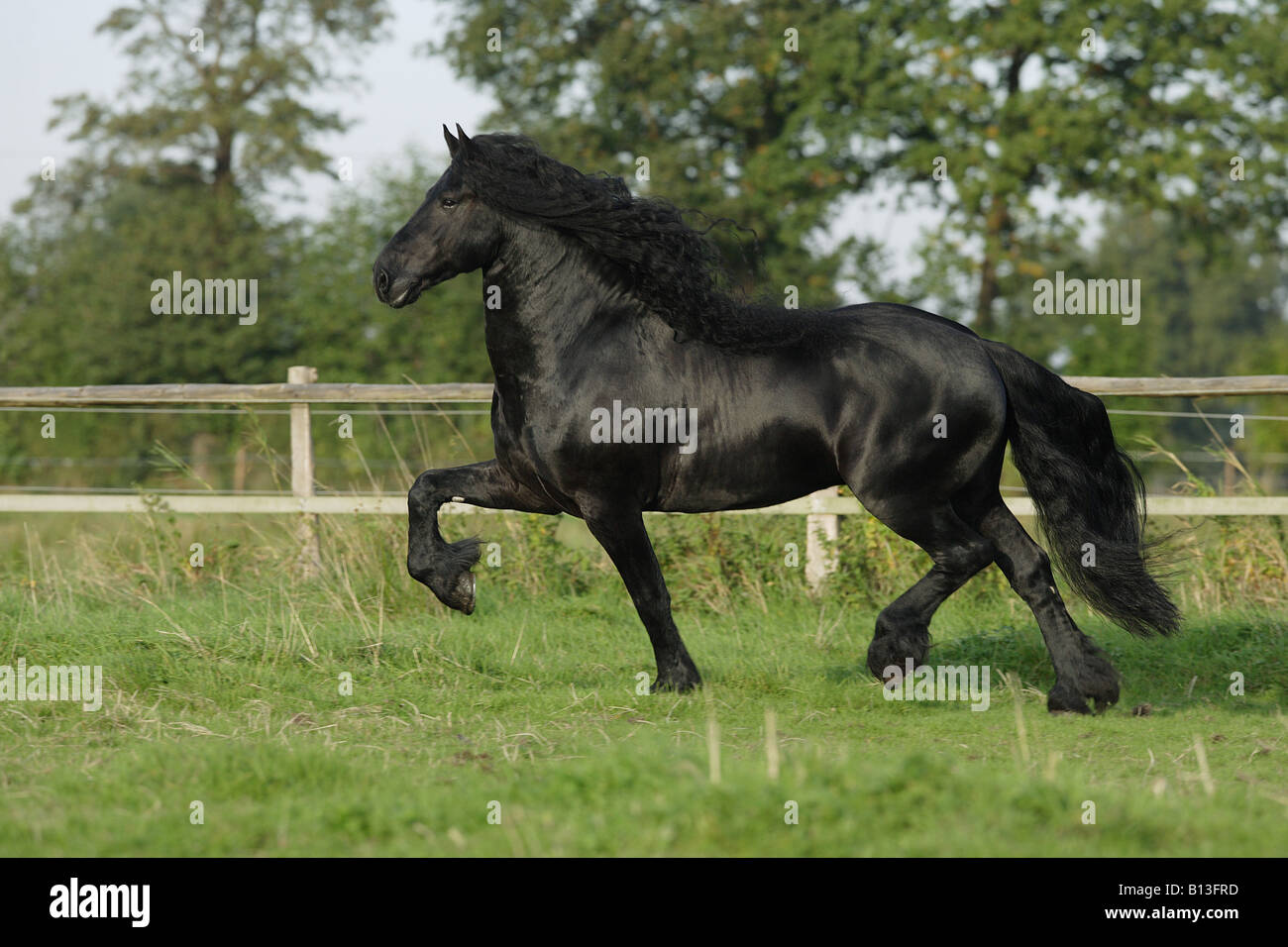 Friesian horse - running on meadow Stock Photo - Alamy