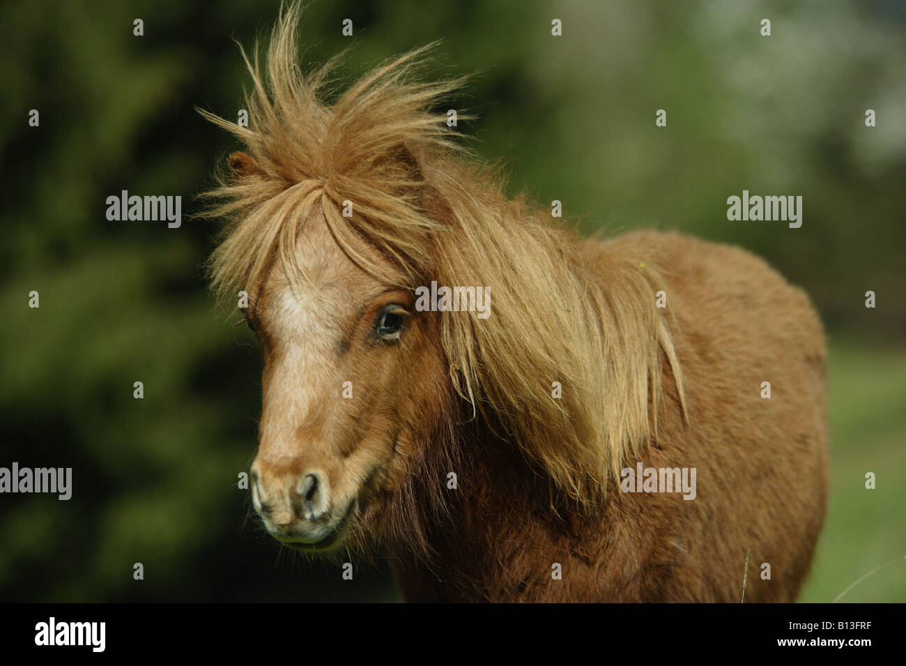 mini shetland pony - portrait Stock Photo - Alamy
