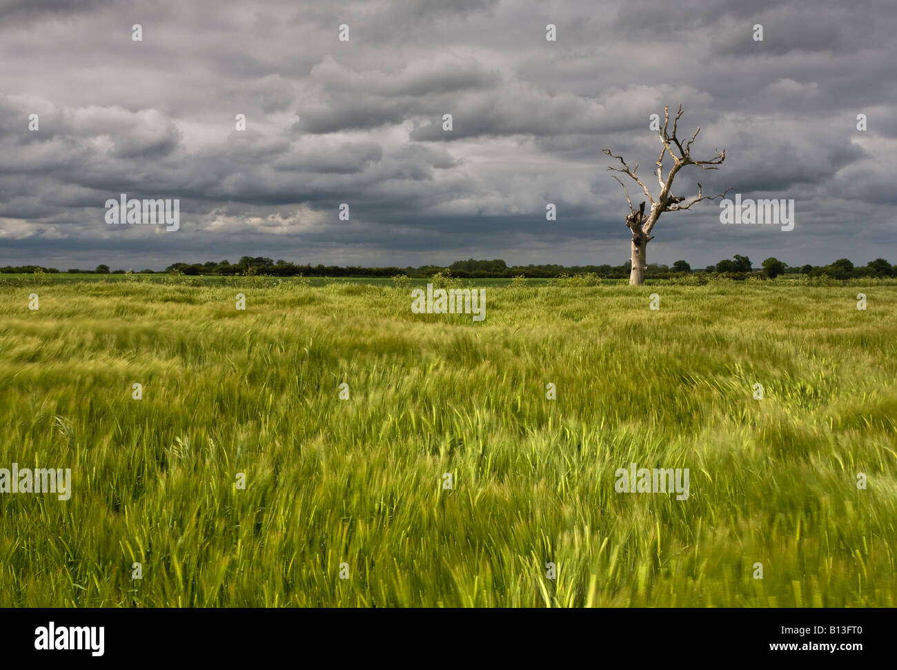 Wind blowing tree uk hi-res stock photography and images - Alamy