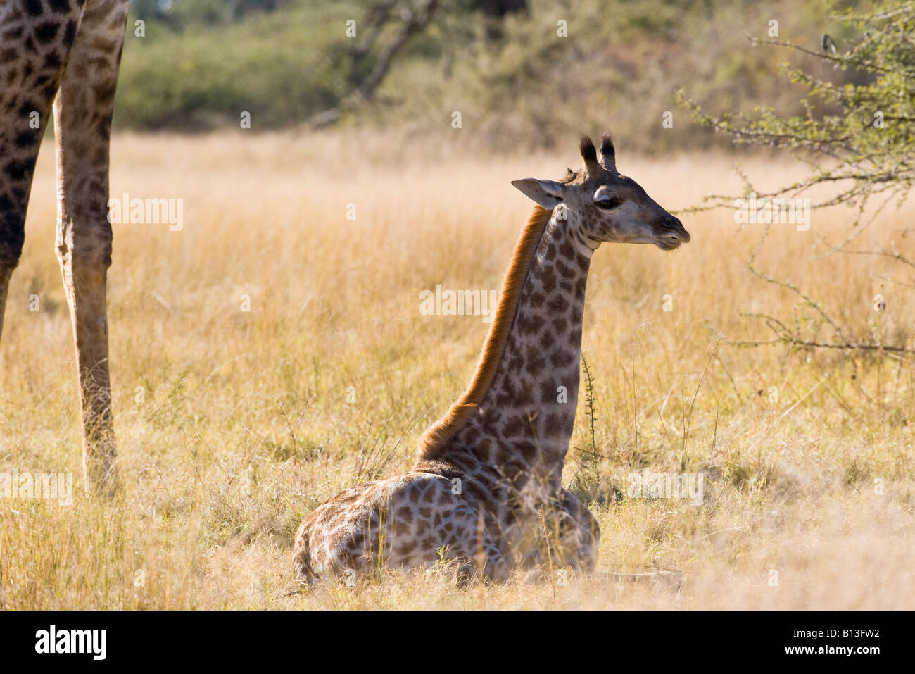 baby Giraffe sitting resting in tall grass savanna warm sunrise light ...