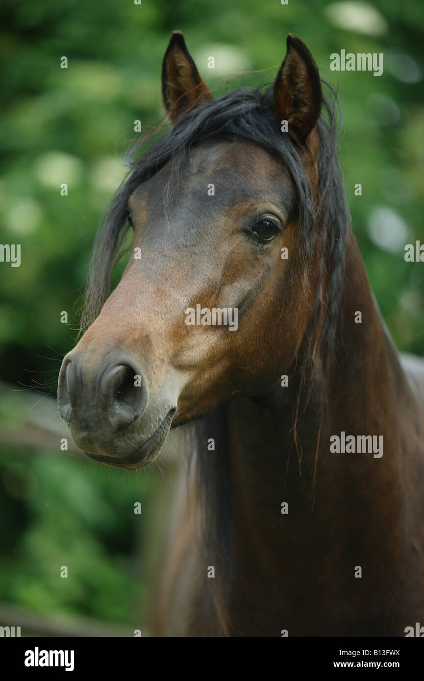 German Riding Pony - portrait Stock Photo - Alamy